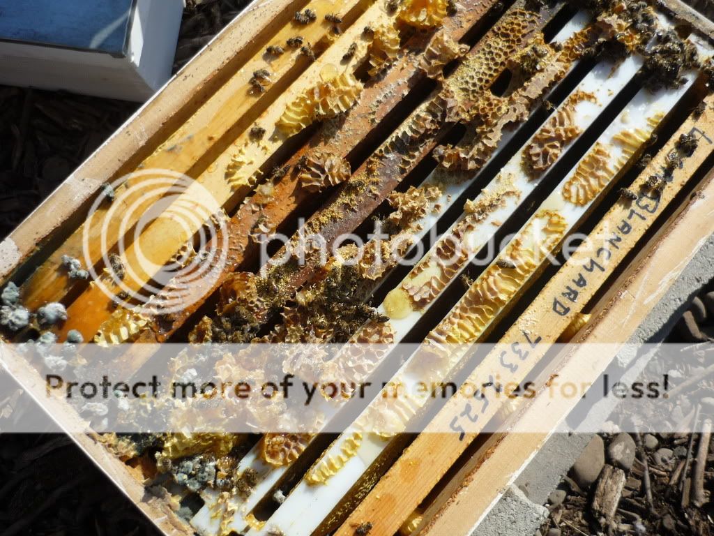 what does hive death from condensation chilling look like? | Beesource Beekeeping Forums